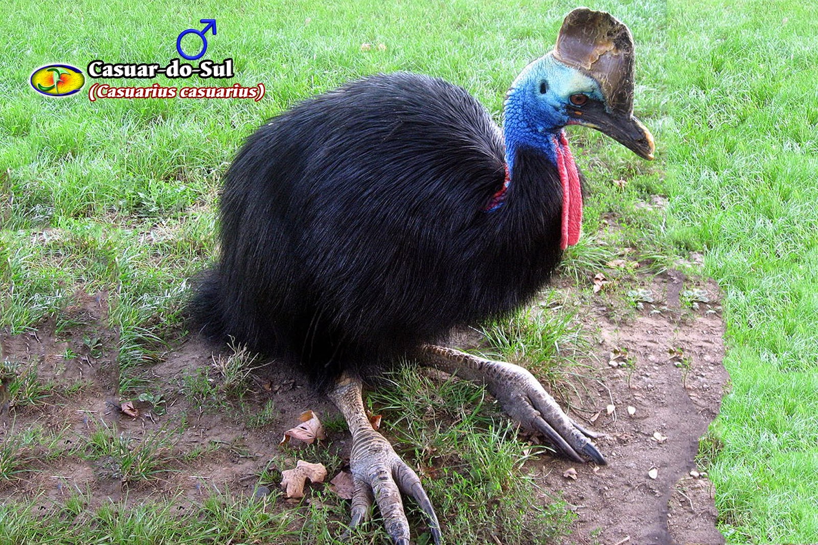 Zoologia: Casuar-do-Sul (Casuarius casuarius)